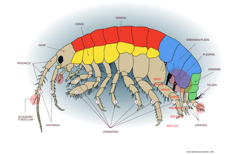 TangloppeTorsdag: Gammarus locusta (Linnaeus, 1758) | Evertebratsamlingen